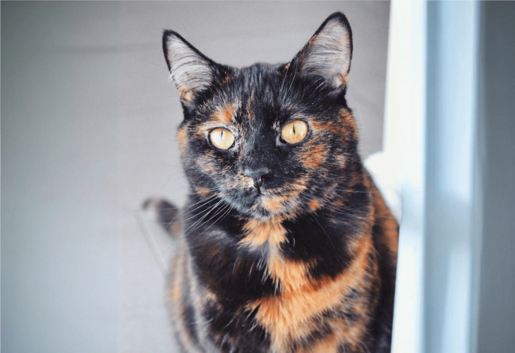 Tortoiseshell Cats: Patterns, ‘Tortitude,’ and More - Tiny Beanz