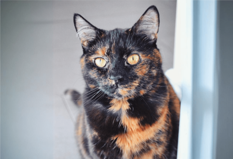 Tortoiseshell Cats: Patterns, ‘Tortitude,’ and More - Tiny Beanz
