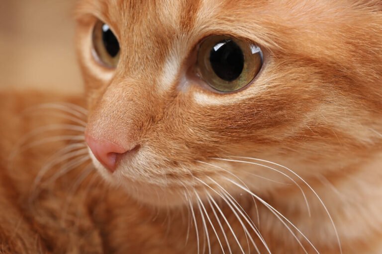 What Do Cats See? Understanding Their Unique Vision - Tiny Beanz