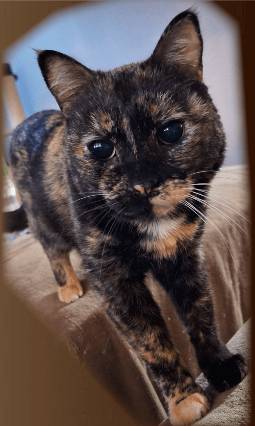Tortoiseshell Cats: Patterns, ‘Tortitude,’ and More - Tiny Beanz