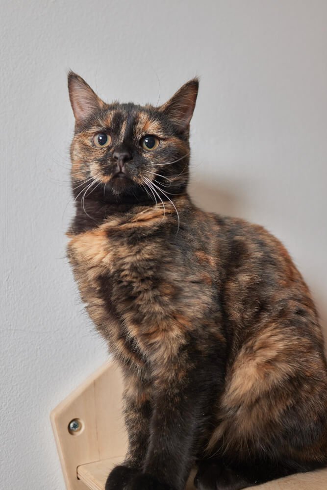 Tortoiseshell Cats: Patterns, ‘Tortitude,’ and More - Tiny Beanz